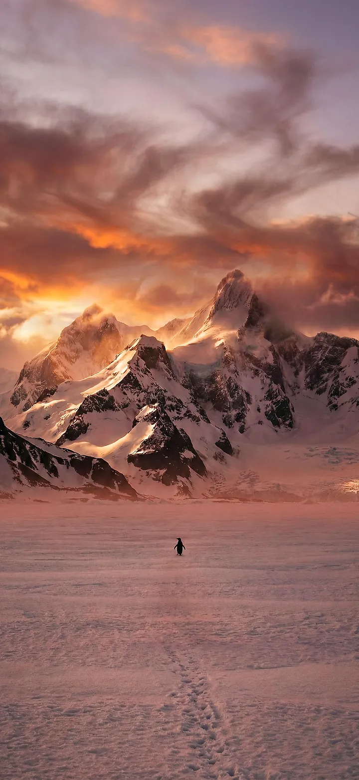 Feuer und Eis: Der nihilistische Pinguin wandert in den Brand der Welt