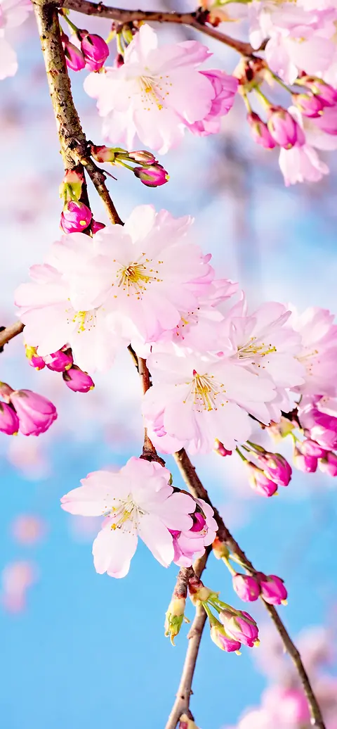 Faszinierend Hintergrundbilder Handy Kostenlos Frühling Bild