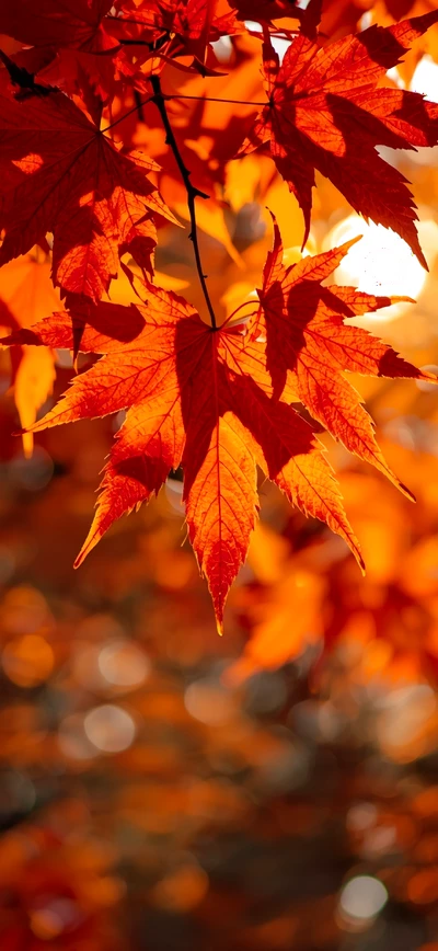 Original Orange iPhone 17 Wallpaper